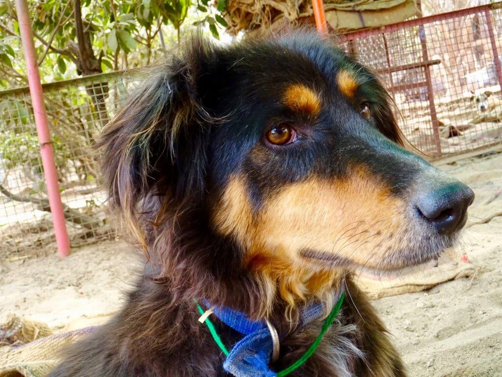 Animal Aid Unlimited: Ethical Animal Encounters in India • No Fixed Home